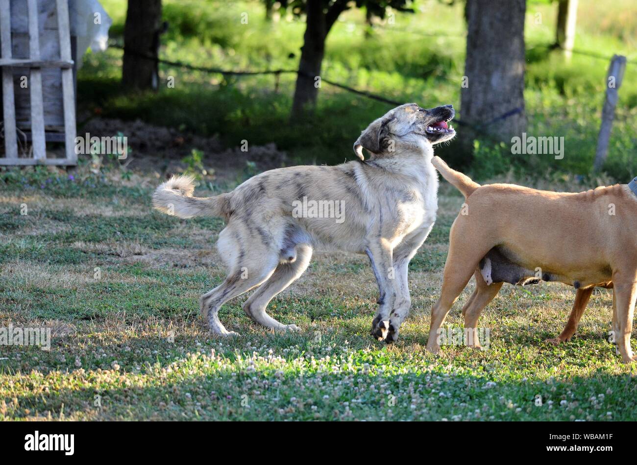 dogs playing in nature on the morning Stock Photo - Alamy