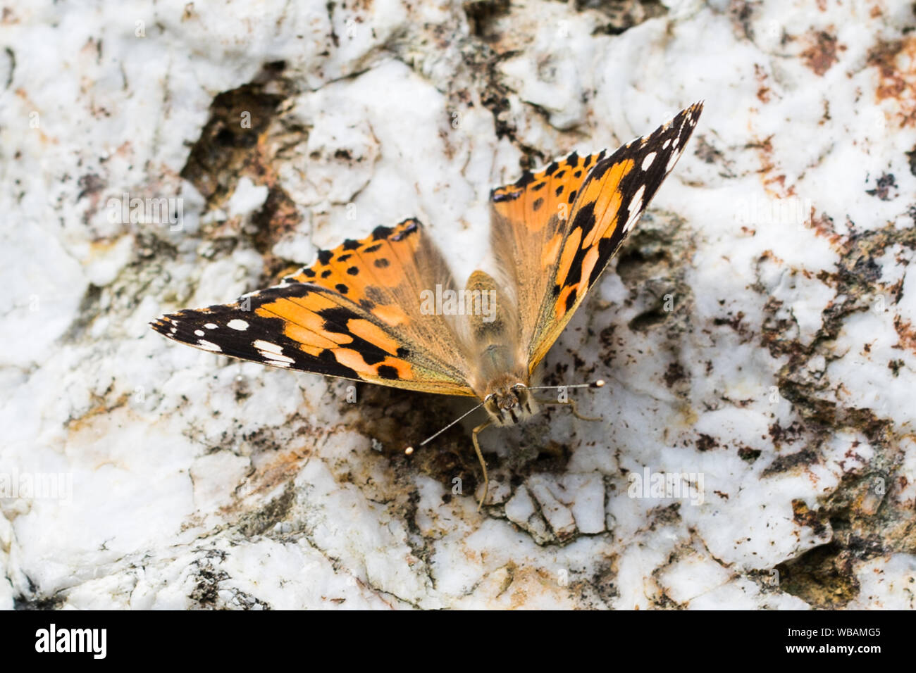 Cornwall butterflies hi-res stock photography and images - Alamy