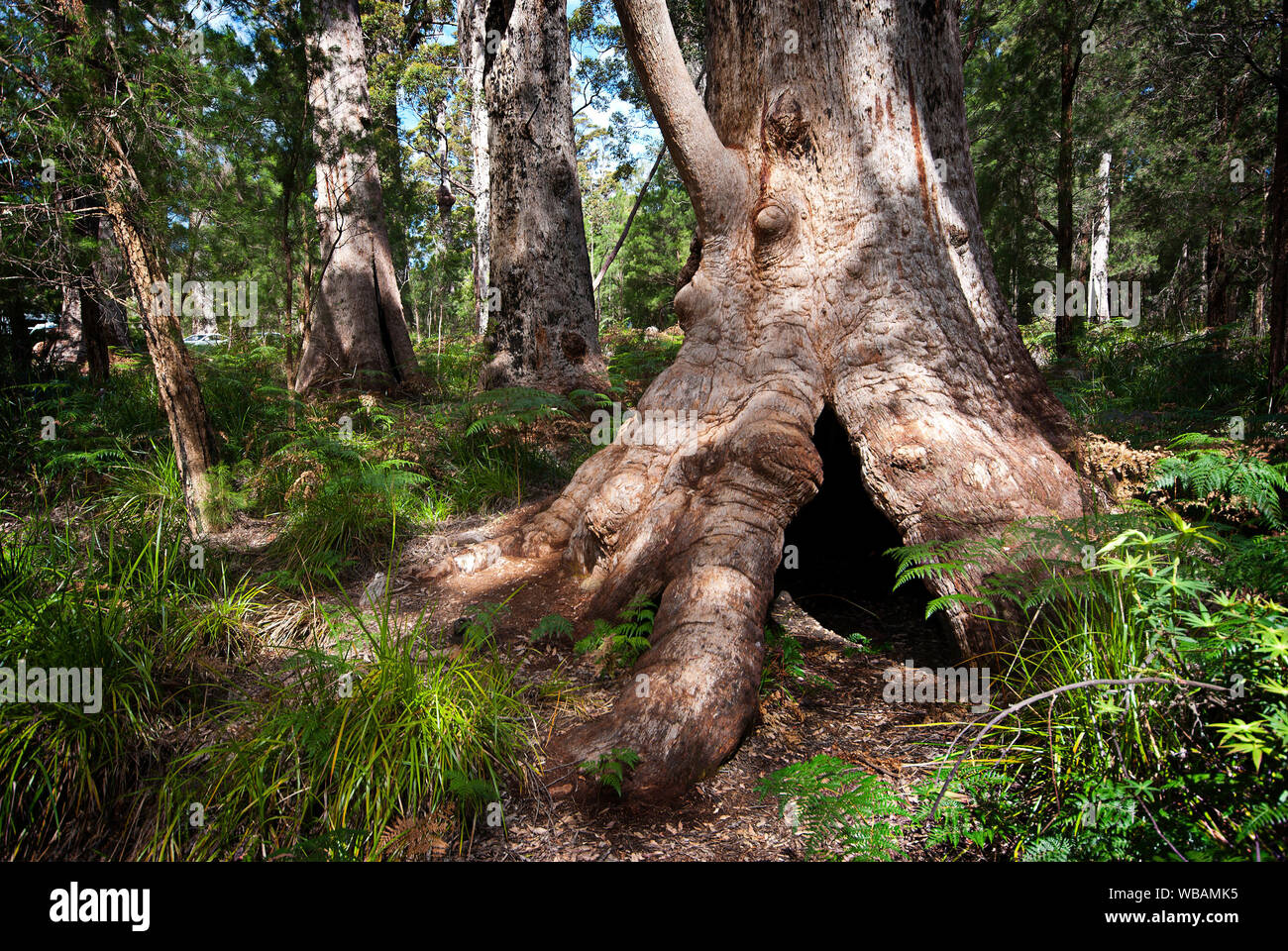 Red tingle (Eucalyptus jacksonii), venerable trees on the Ancient ...