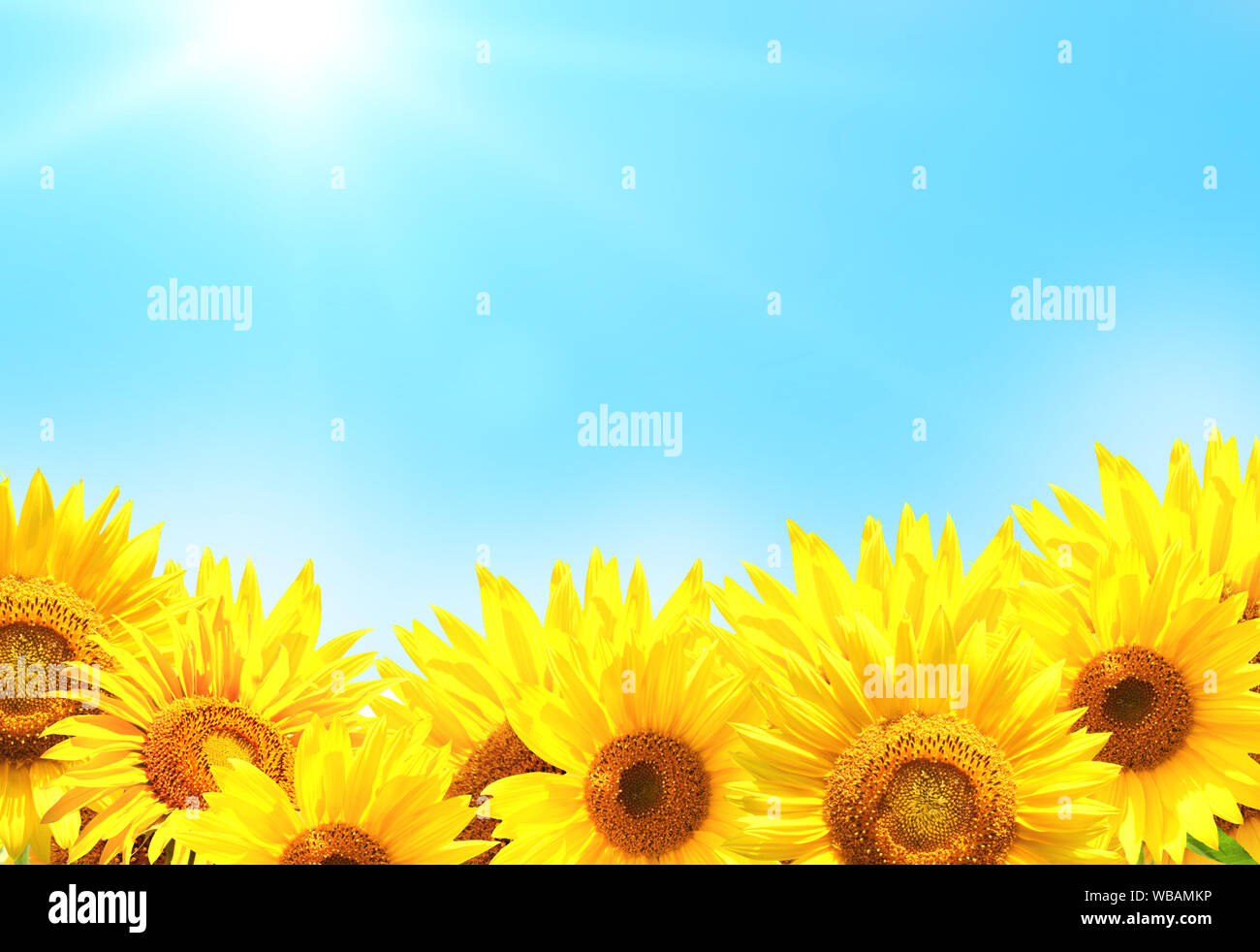 Borders with yellow sunflowers on blurred sunny background. Mock up ...