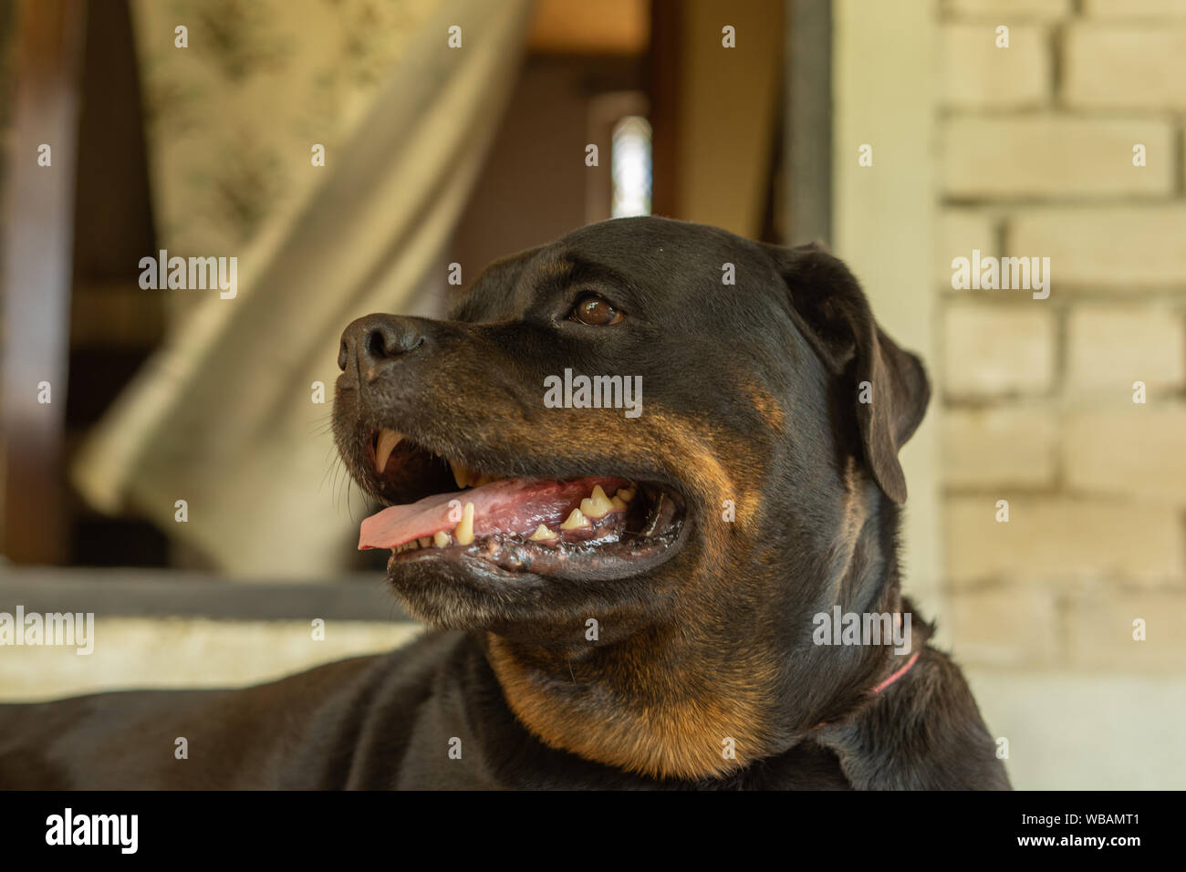 Portrait of a Rottweiler dog. Sad dog Stock Photo - Alamy
