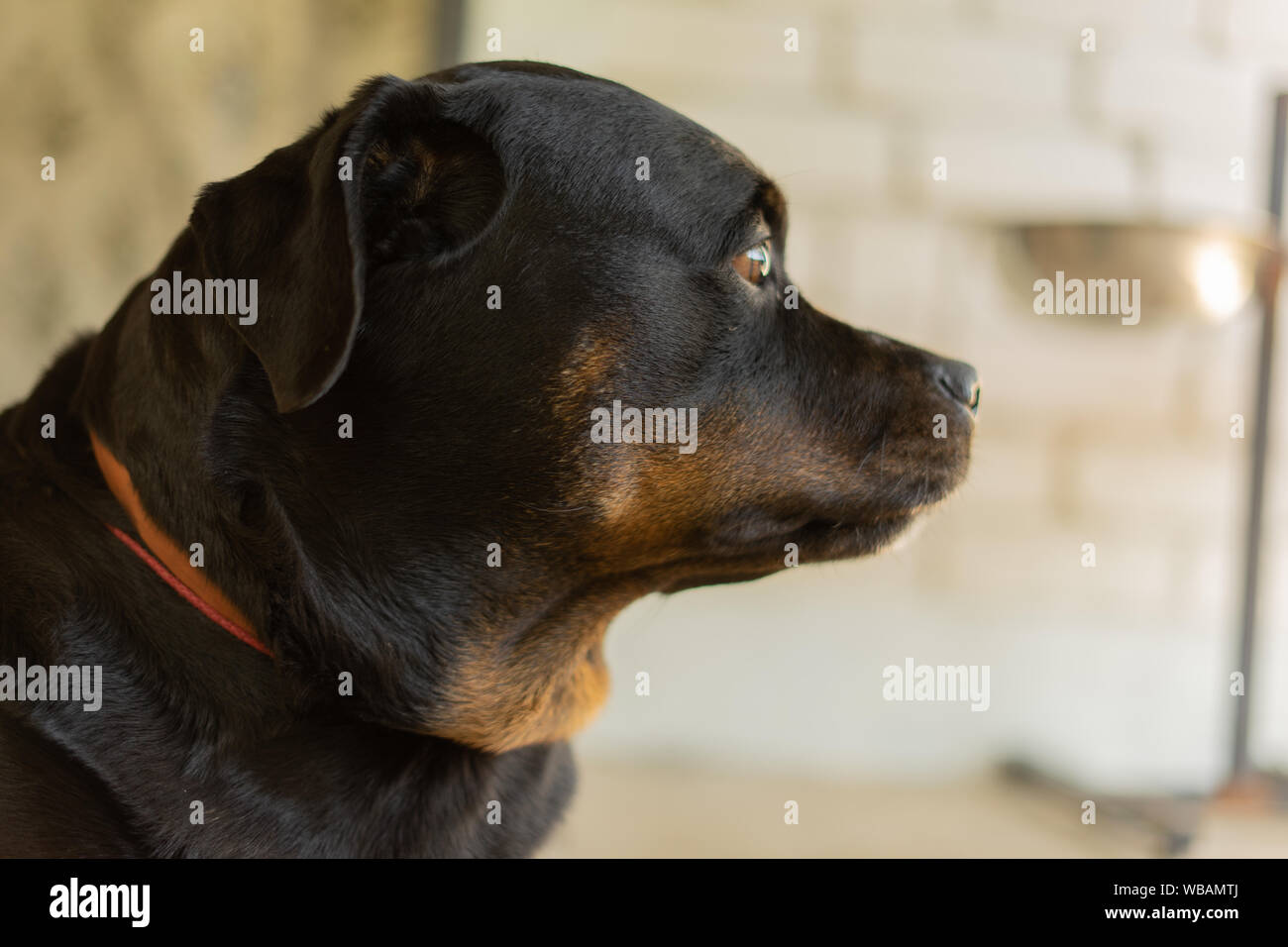 Portrait of a Rottweiler dog. Sad dog Stock Photo - Alamy