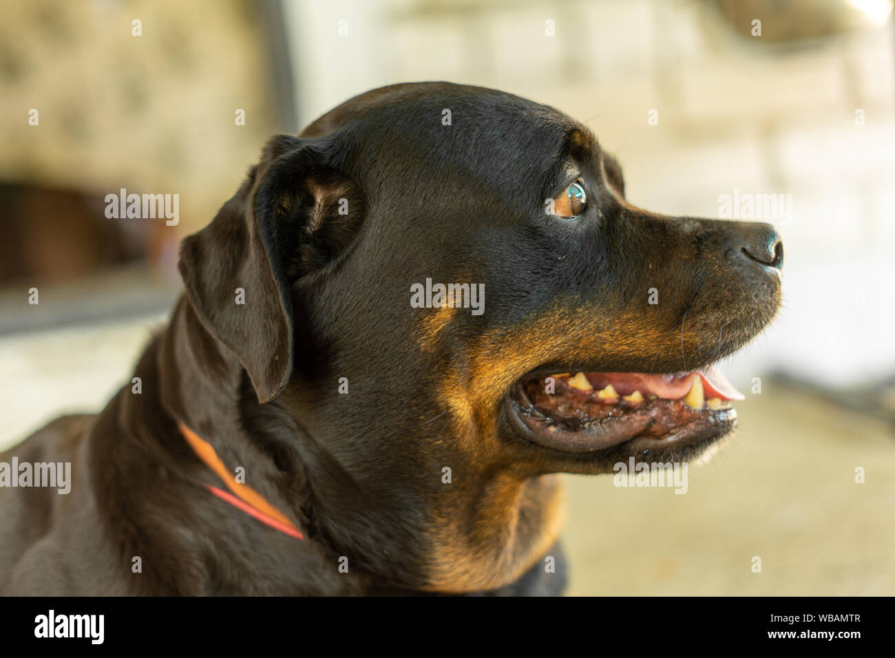 Portrait of a Rottweiler dog. Sad dog Stock Photo - Alamy