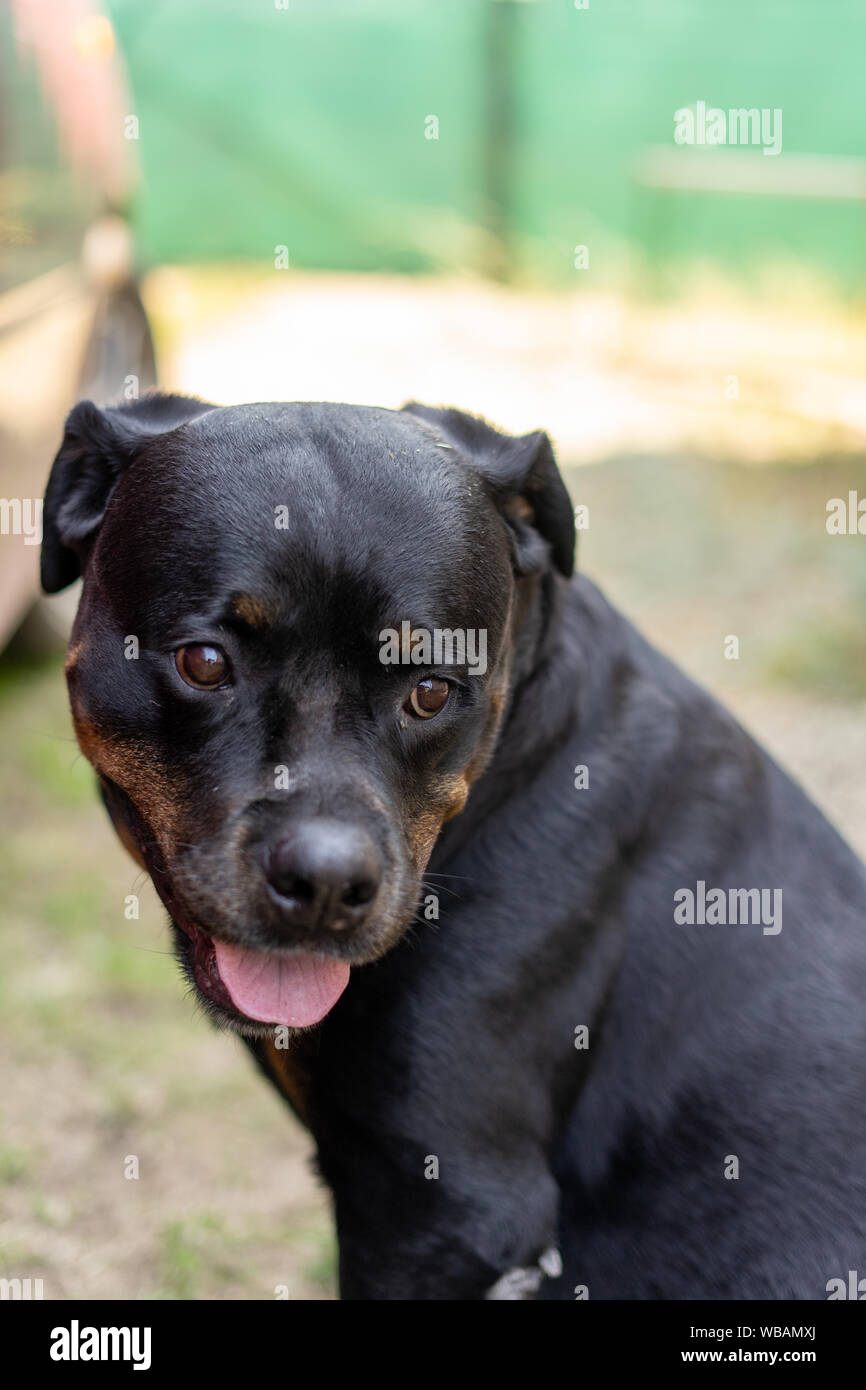 Portrait of a Rottweiler dog. Sad dog Stock Photo - Alamy