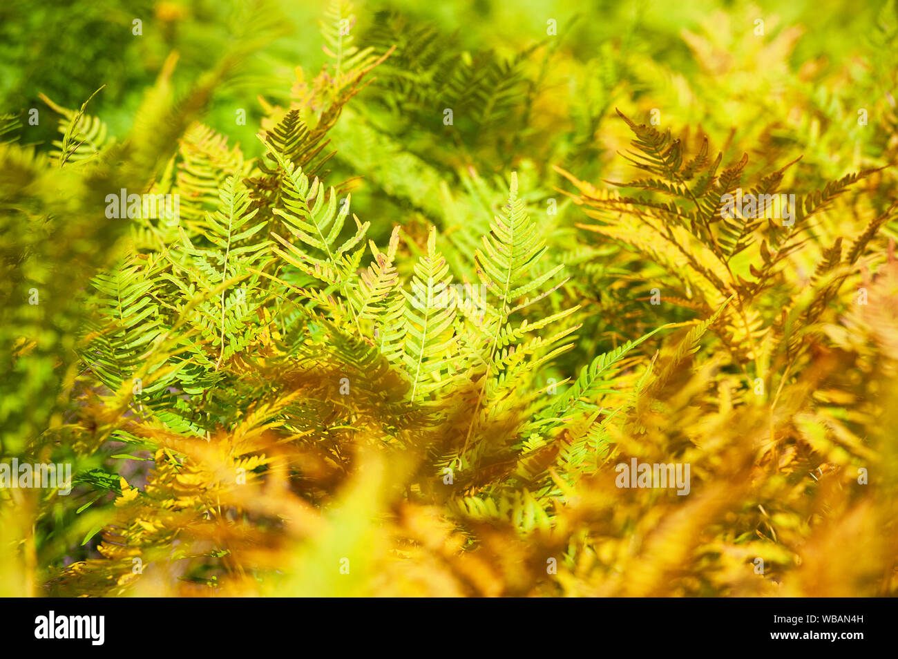 beautyful green and yellow ferns leaves floral background Stock Photo ...