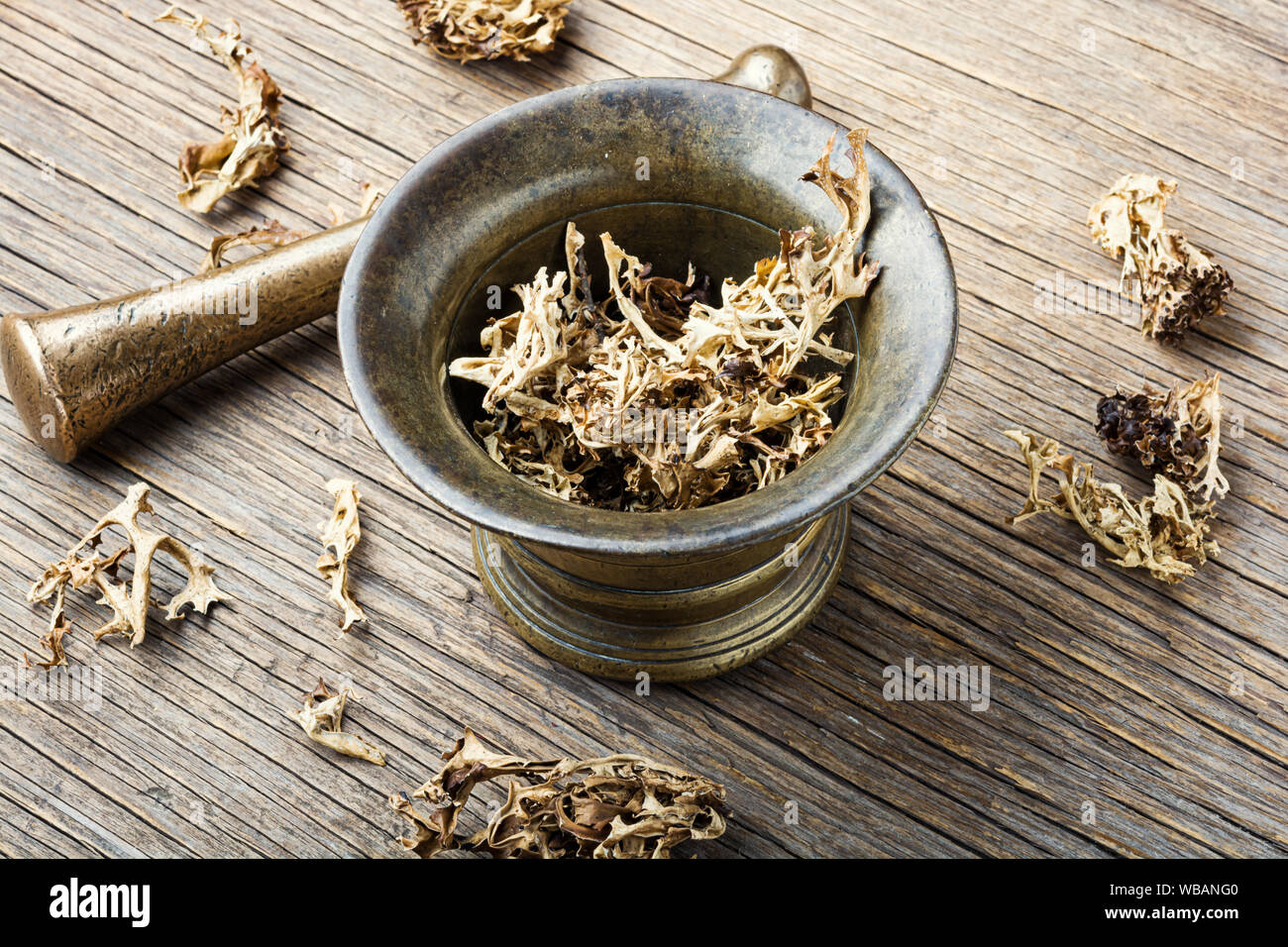 Icelandic moss.Dried Icelandic moss in antique mortar.Herbal medicine ...