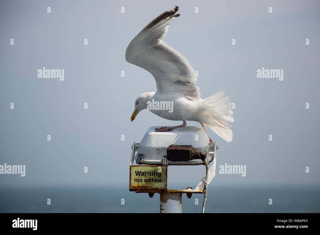 seagull on a ferry Stock Photo - Alamy