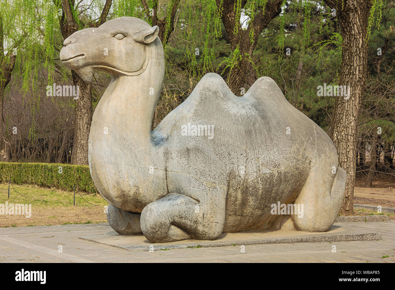 Sitting camel hi-res stock photography and images - Alamy