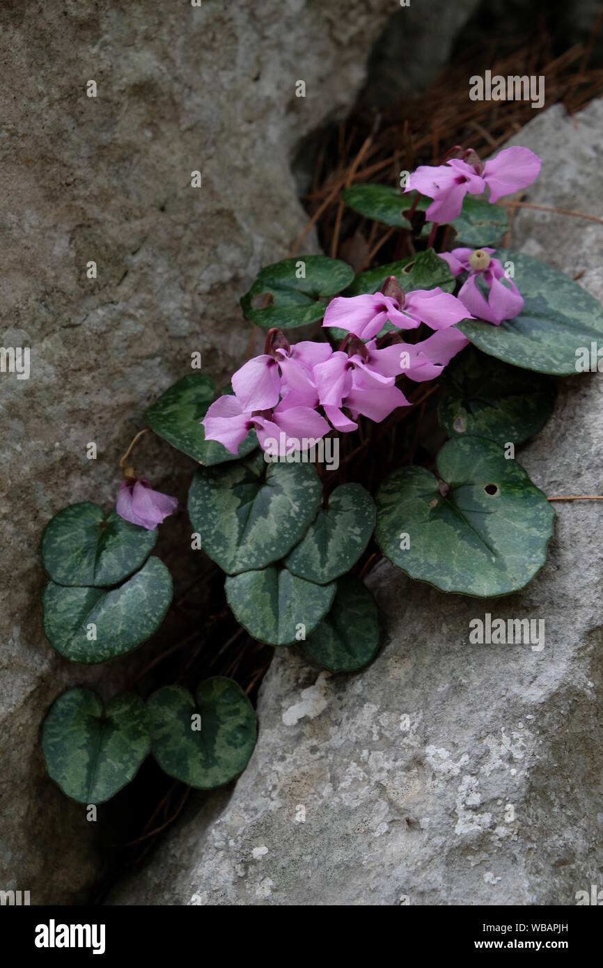 Siklamen hi-res stock photography and images - Alamy