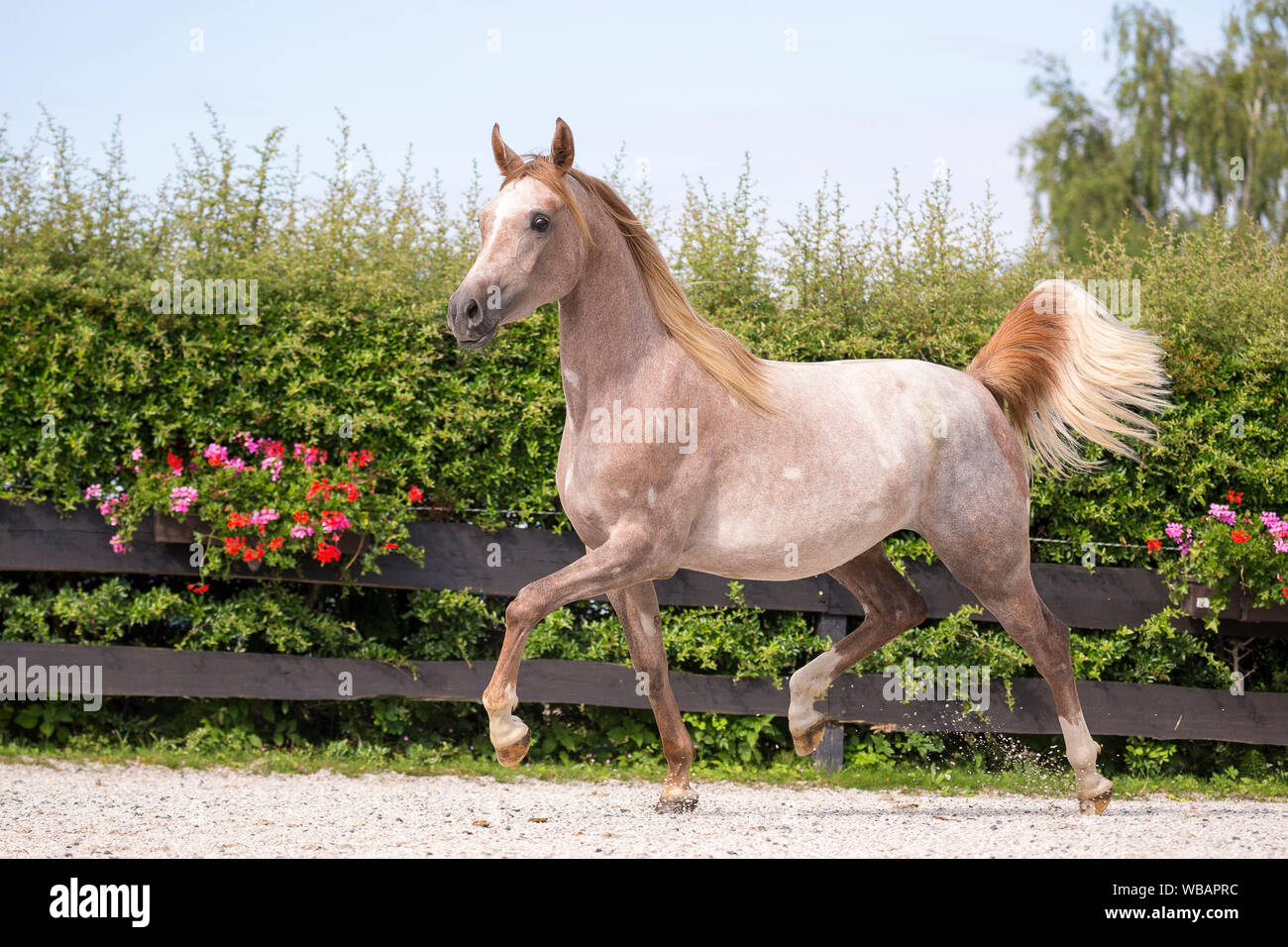 Red Roan Arabian