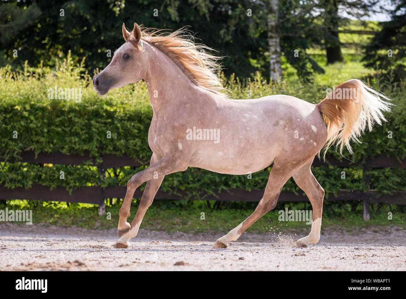 Red Roan Arabian