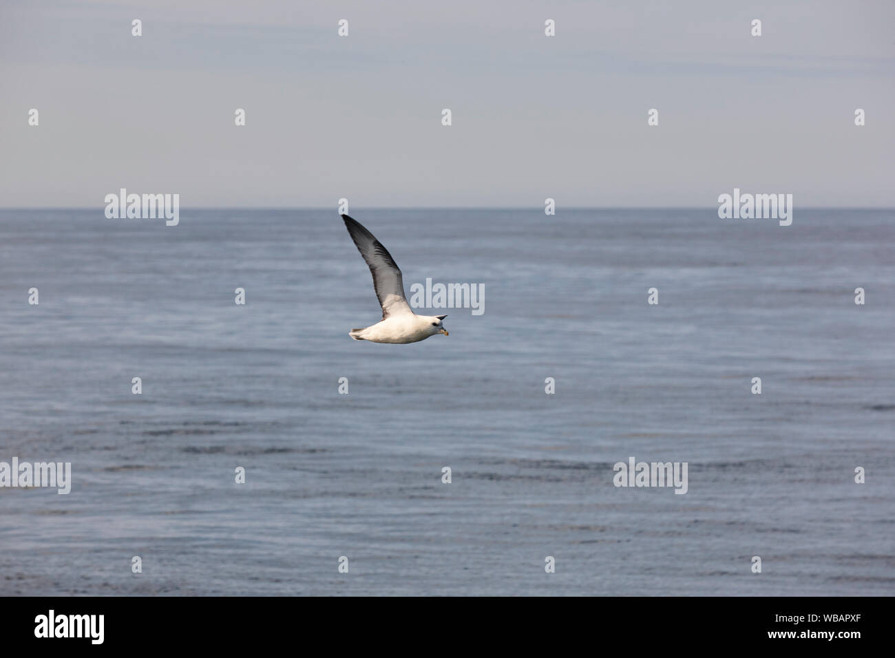 Fulmar bird flying over the atlantic ocean. Faroe islands Stock Photo ...
