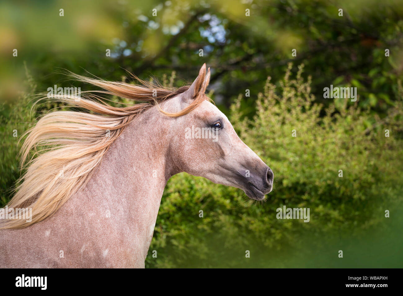 Roan Arabian Horse