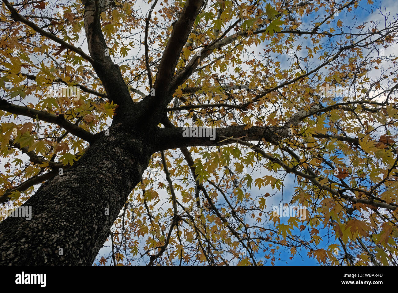 Platanus autumn garden hi-res stock photography and images - Alamy