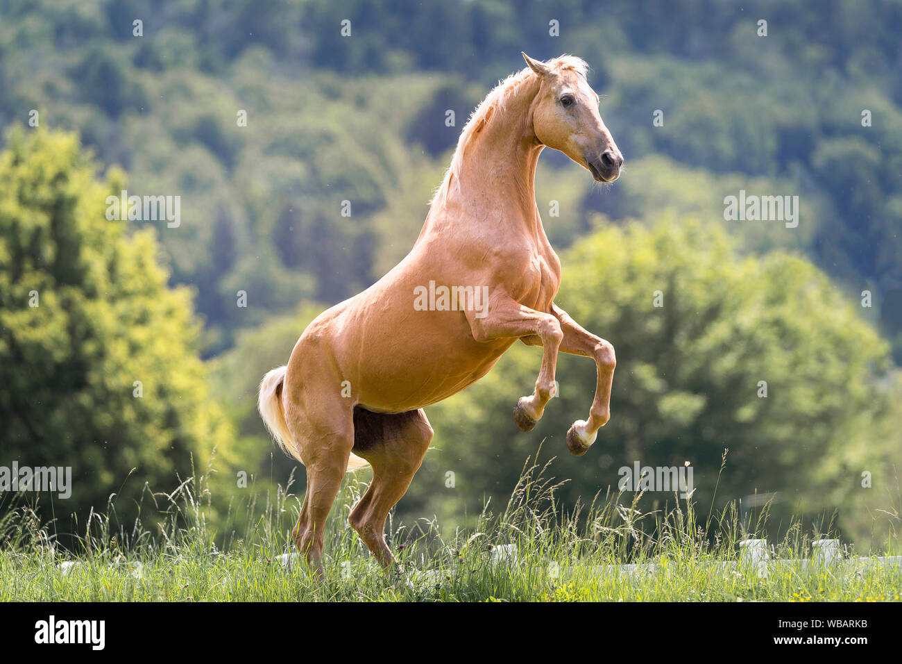 Rearing horse palomino hi-res stock photography and images - Alamy