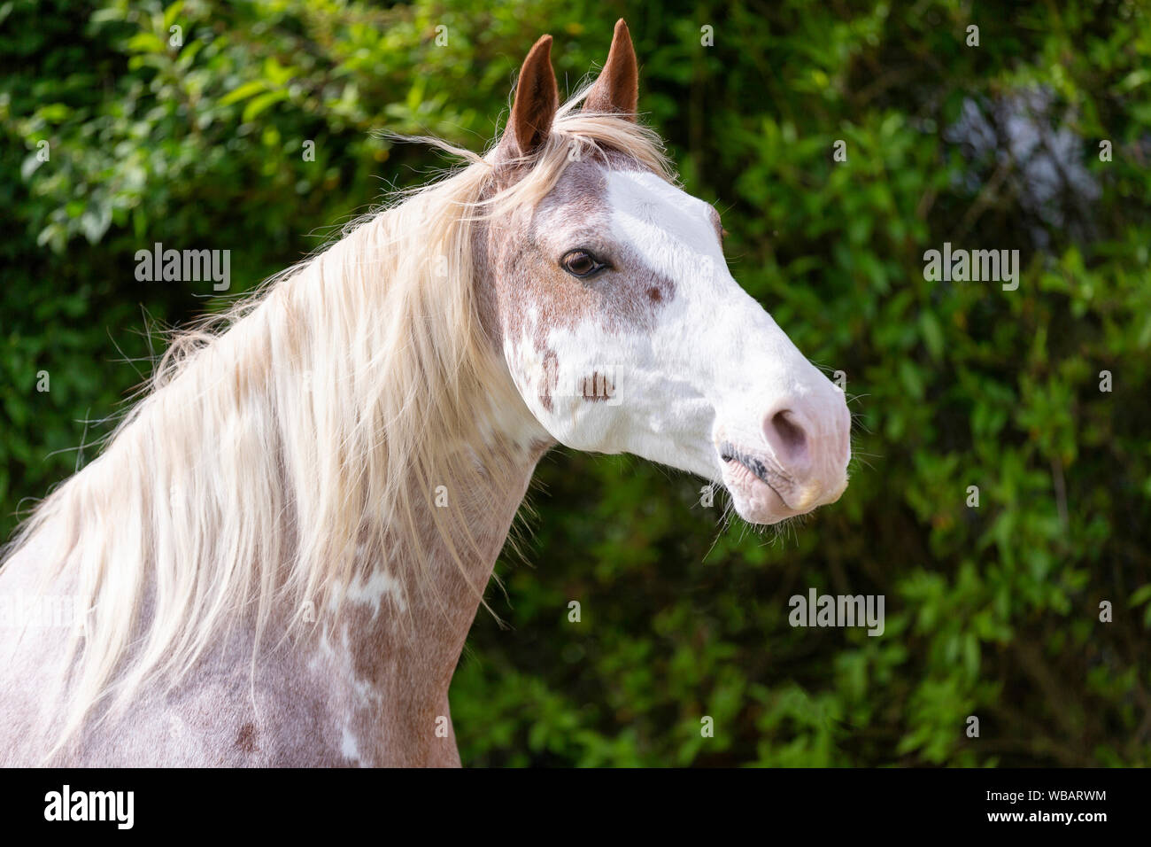 Foxtrotter hi-res stock photography and images - Alamy