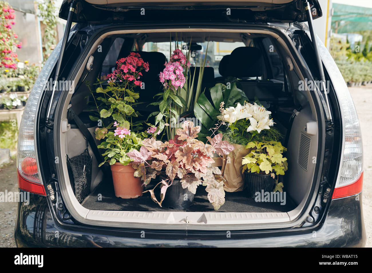 Open trunk with potted plants Stock Photo - Alamy