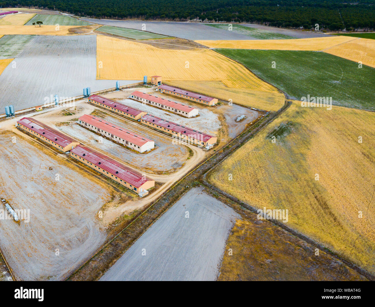 Aerial view of modern pig farm buildings in fields at summer day Stock ...