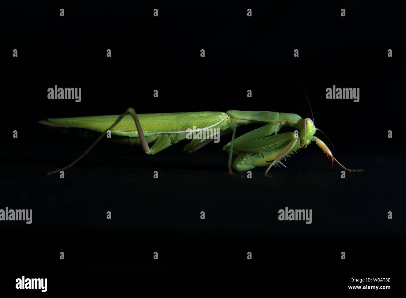 Female species hi-res stock photography and images - Alamy