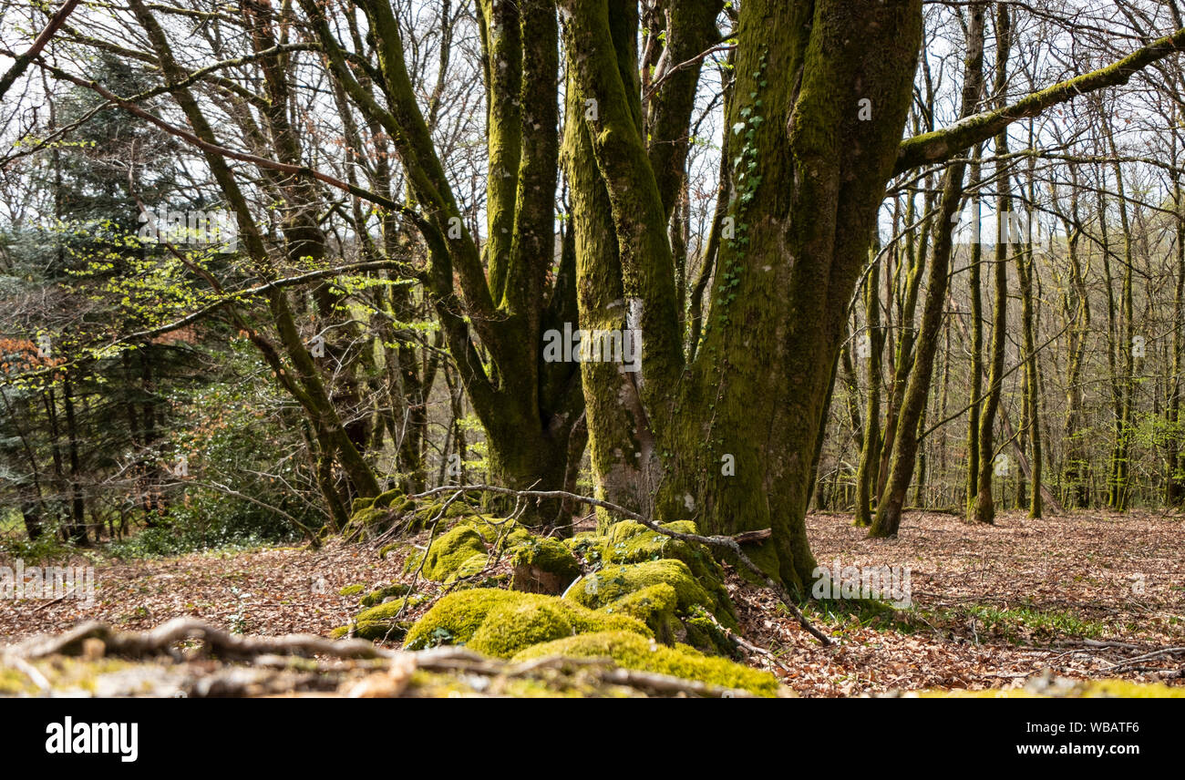 Into the forest Stock Photo - Alamy