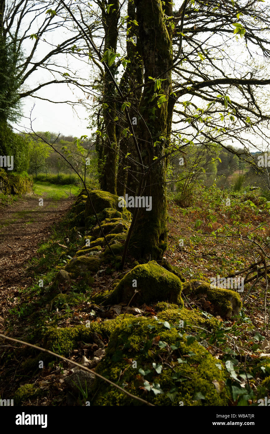 Out of the forest Stock Photo - Alamy
