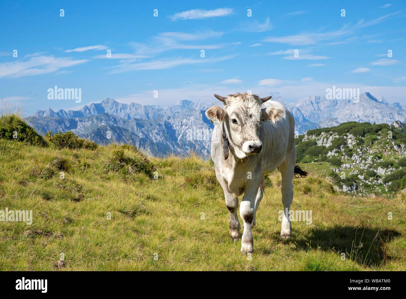 Tyrolean grey cattle with horns and bell hi-res stock photography and ...