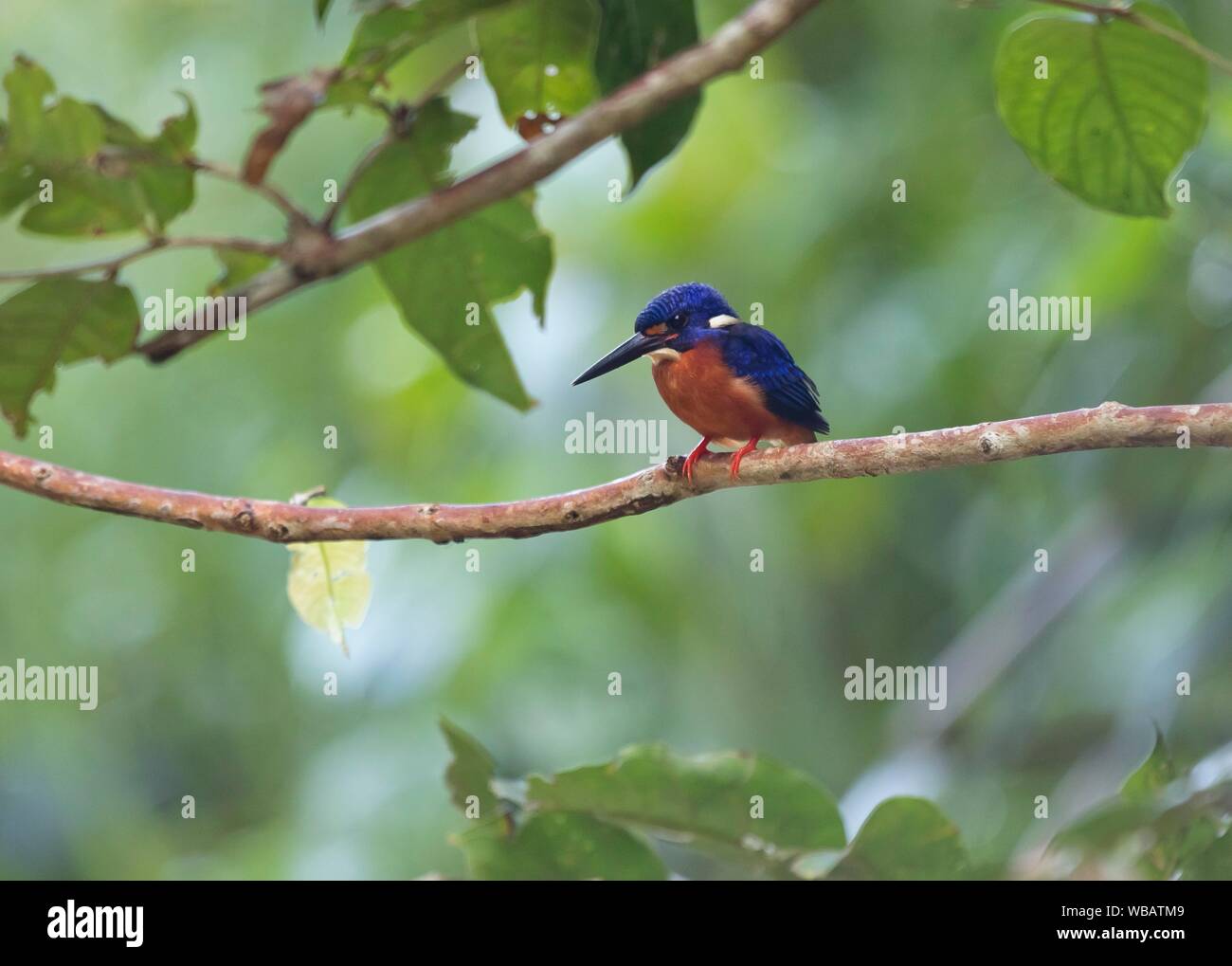Blue-eared kingfisher (Alcedo meninting), Kinabatangan River, Sabah ...