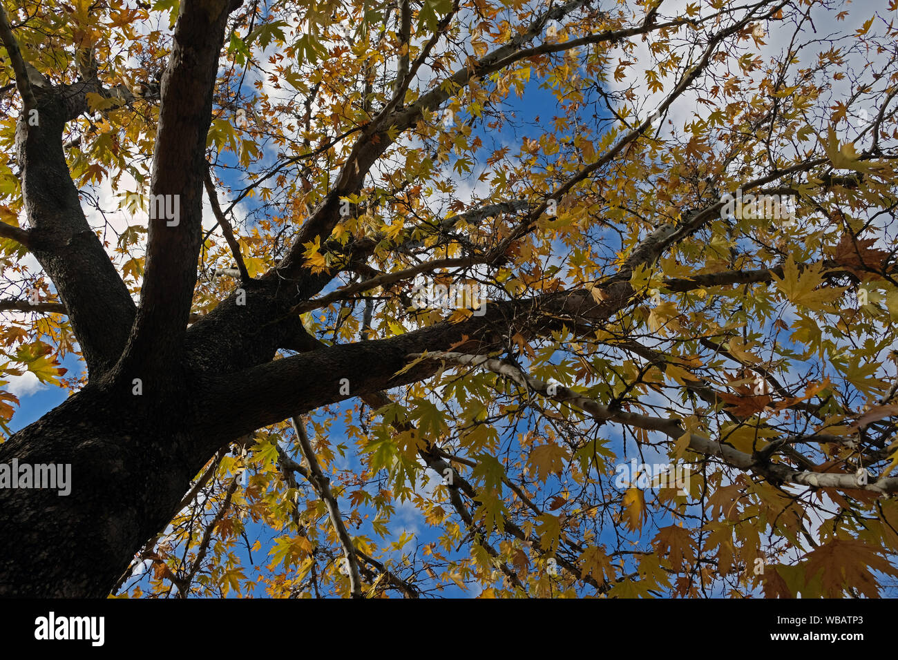 a plane tree in autumn Stock Photo - Alamy
