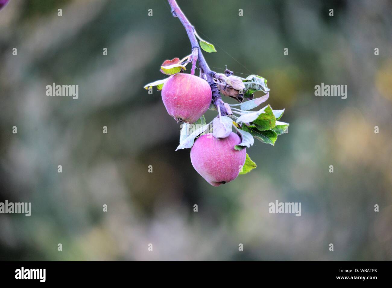 Apple treewith two fruits image Stock Photo - Alamy