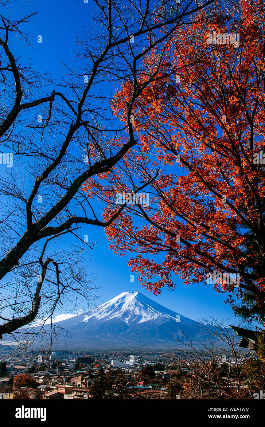 Mount Fuji with snow and colourful autumn red maple tree with ...