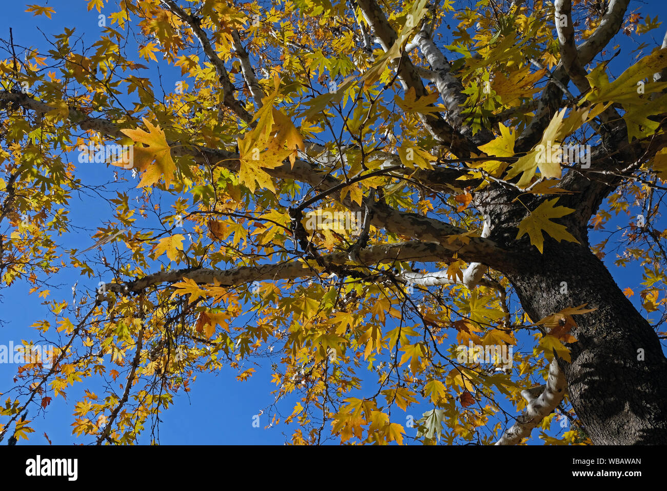 Plane tree branch hi-res stock photography and images - Alamy