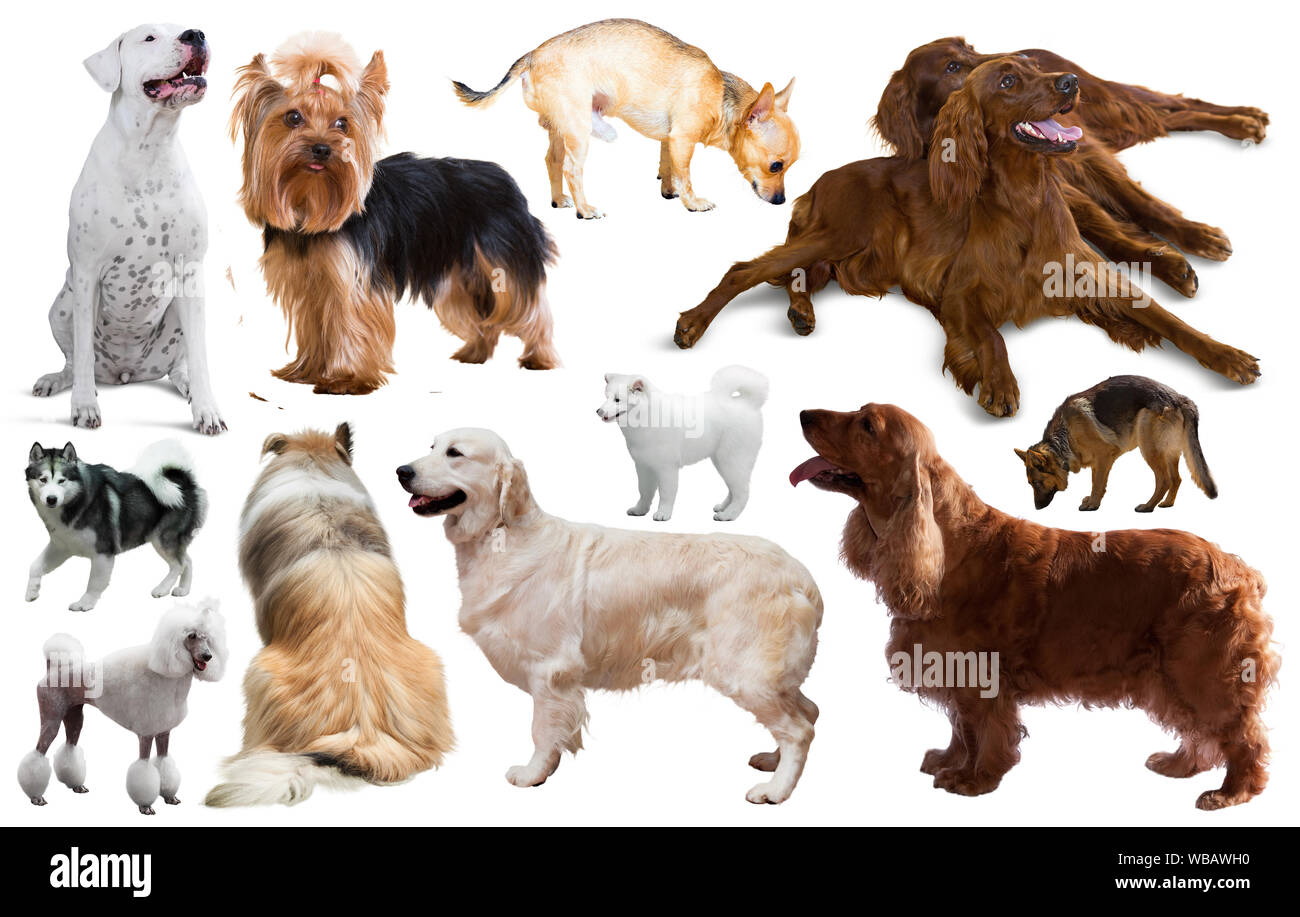 Dog Breeds Many High Resolution Stock Photography and Images - Alamy