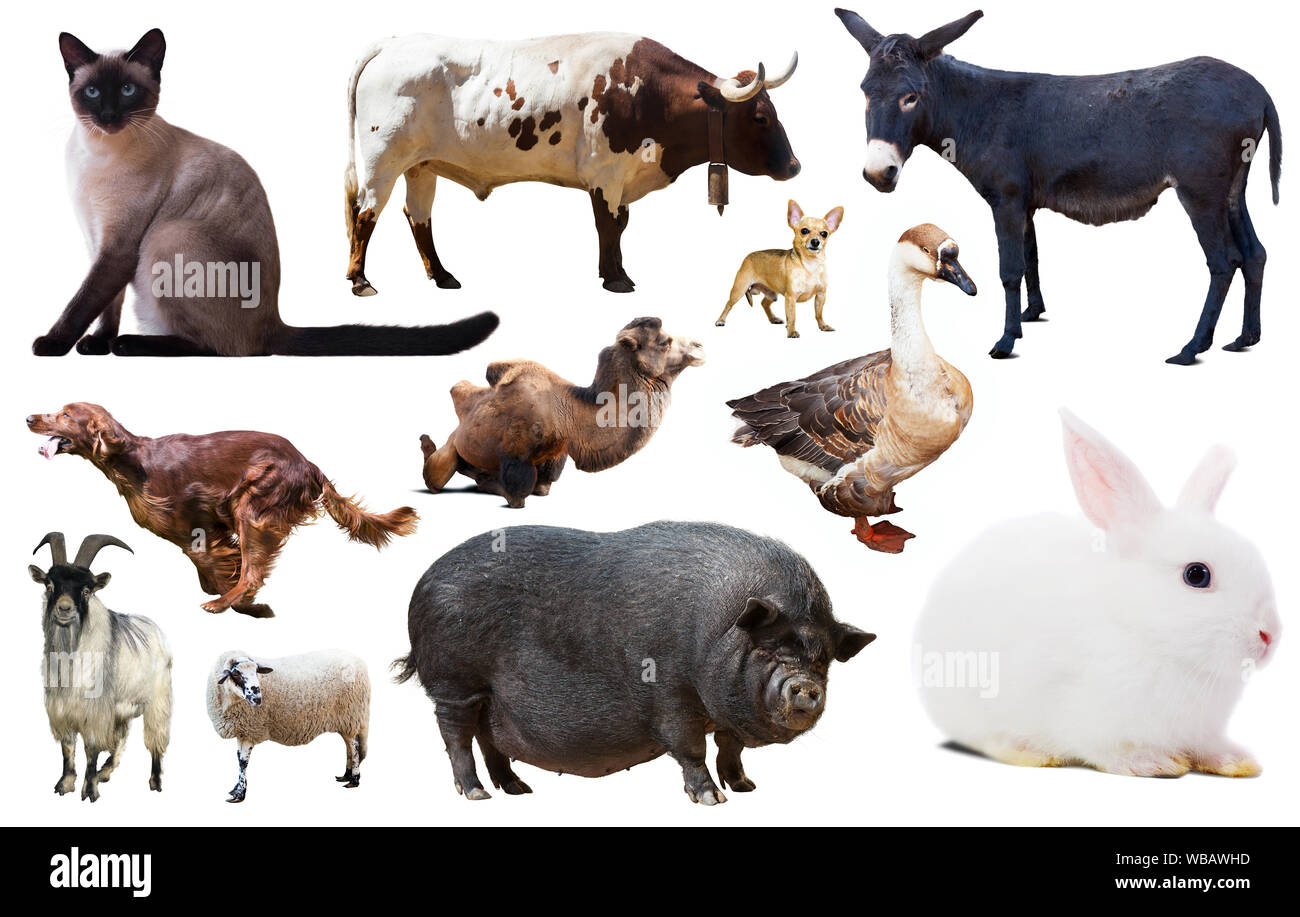 Collection of farm animals isolated on white background Stock Photo - Alamy