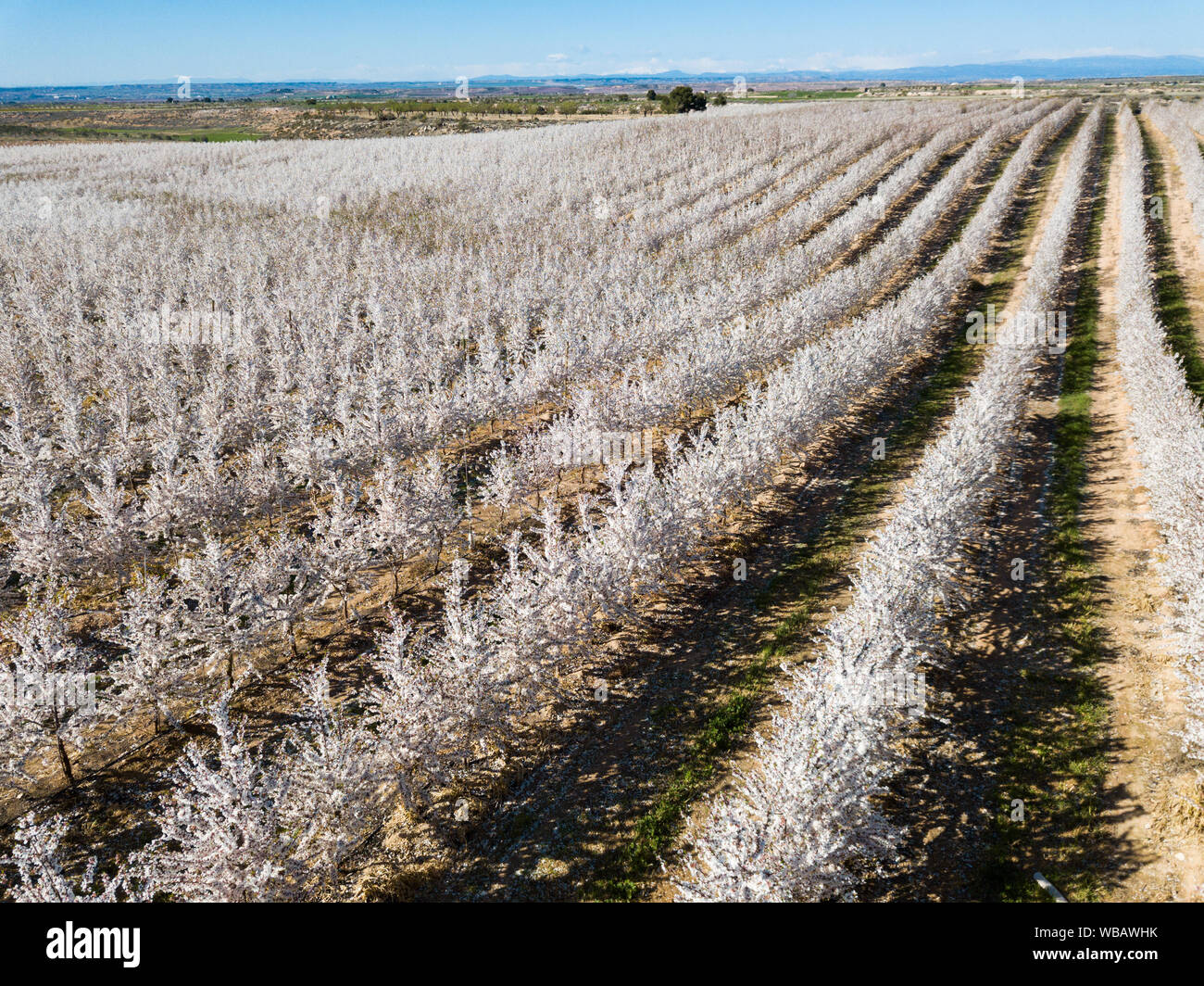 Blossoming of cherry in the fields and meadows of Europe in the spring ...