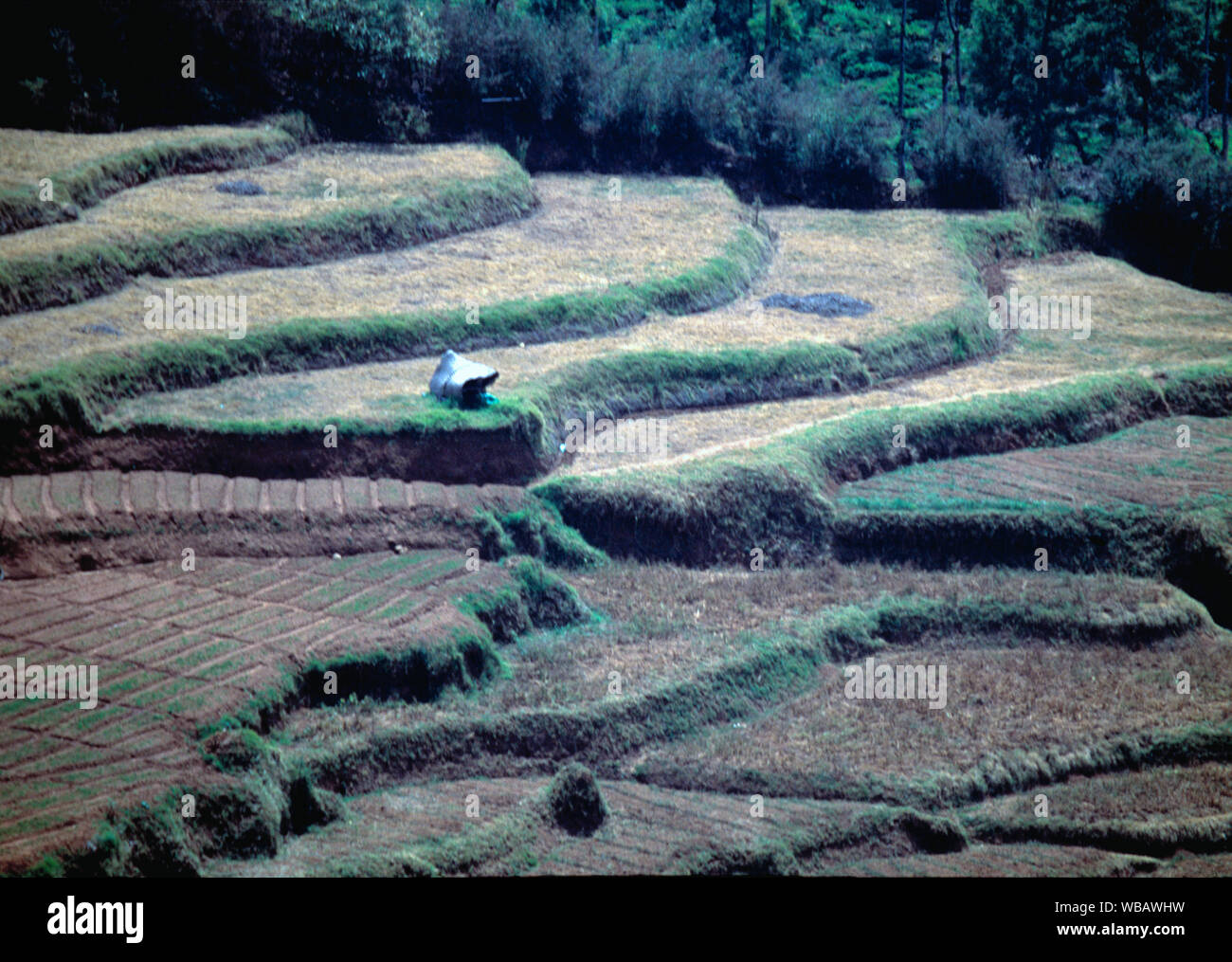 Rice terraces india hi-res stock photography and images - Alamy