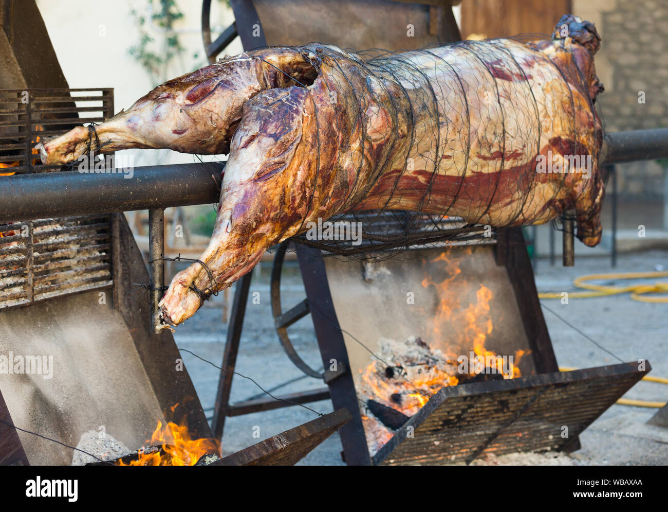 Close-up carcass of whole bull roasting on spit at Medieval Fiesta in ...
