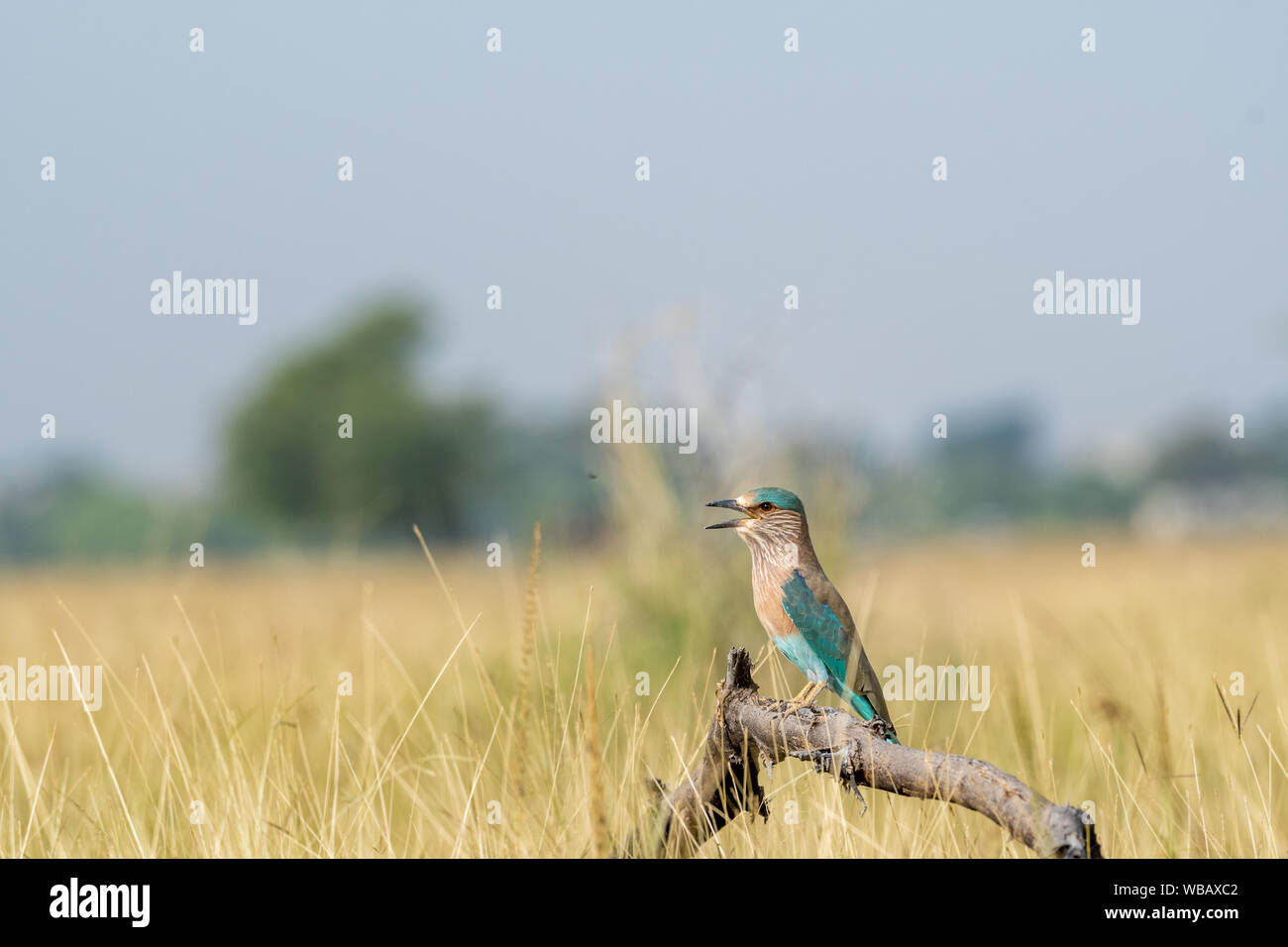 Angry bird Indian roller or Coracias benghalensis on a beautiful wood ...