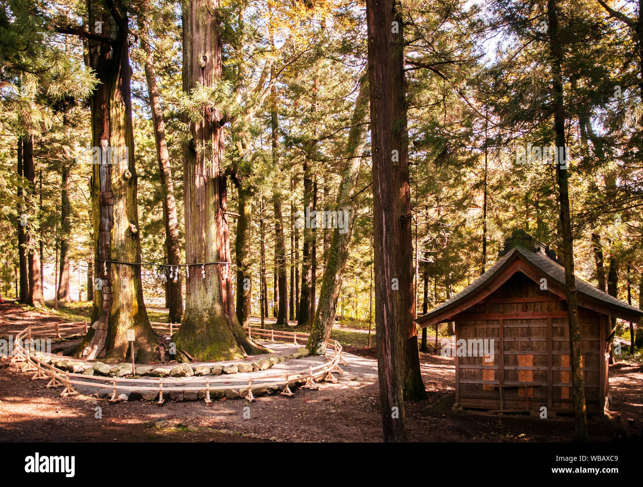 Giant sacred cedar trees at Kawaguchi Asama shrine, Kawaguchiko, Japan ...