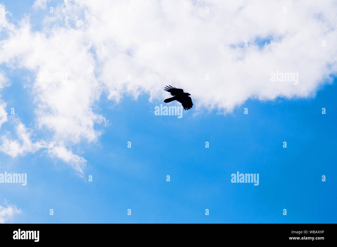 Black Eagle or lonely crow flying high in blue winter sky with white ...