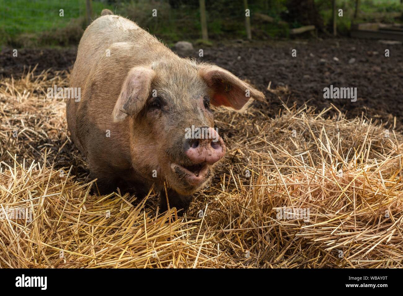 Pig in straw hi-res stock photography and images - Alamy