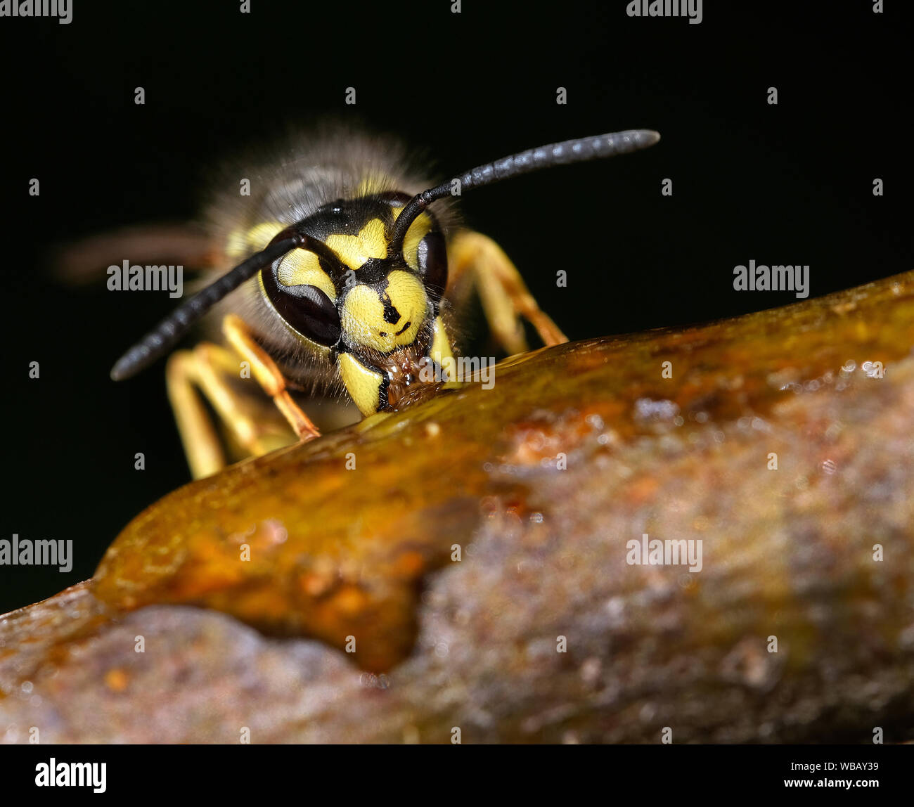 Wasp environment hi-res stock photography and images - Alamy