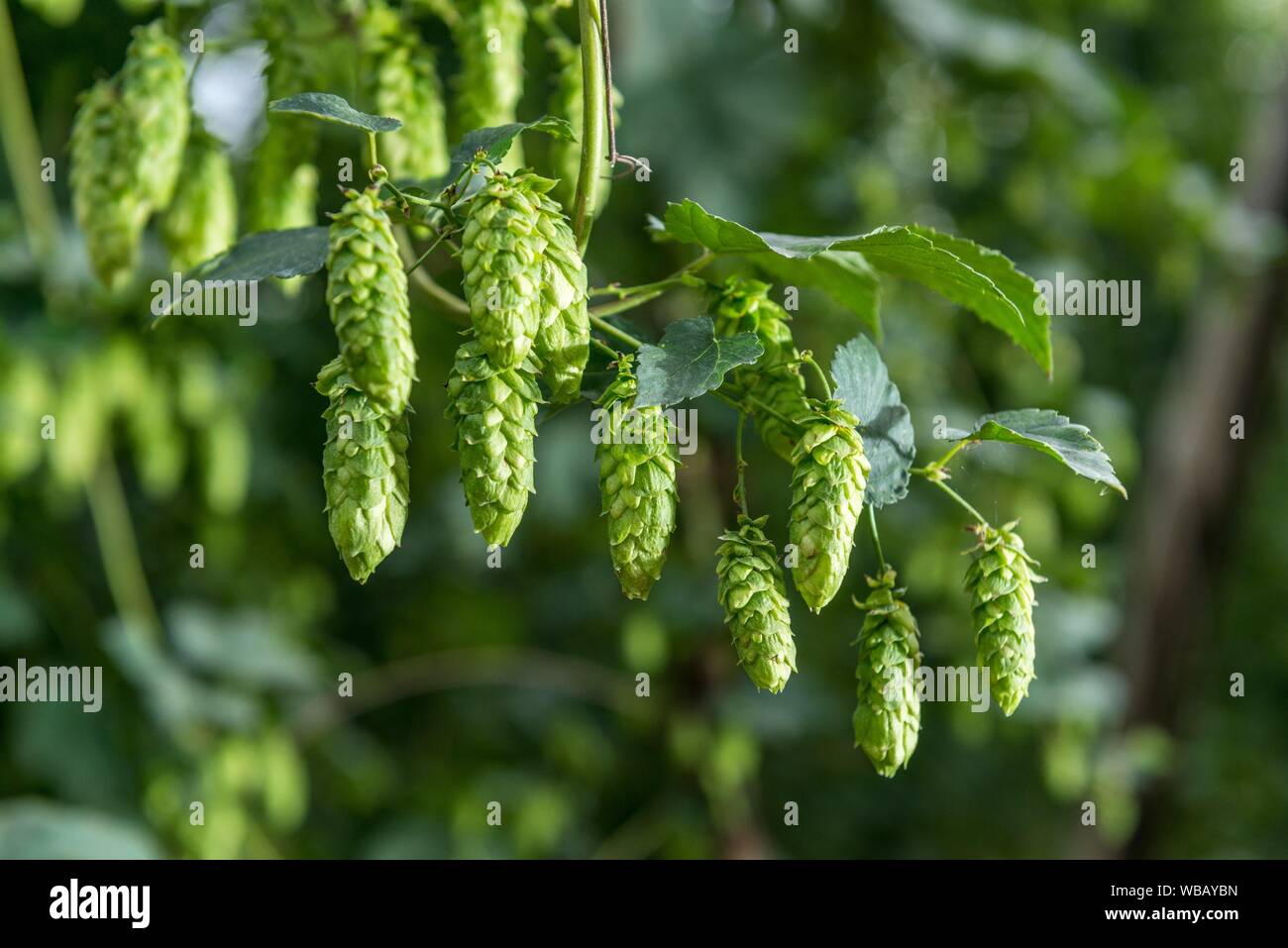 Polish hops hi-res stock photography and images - Alamy