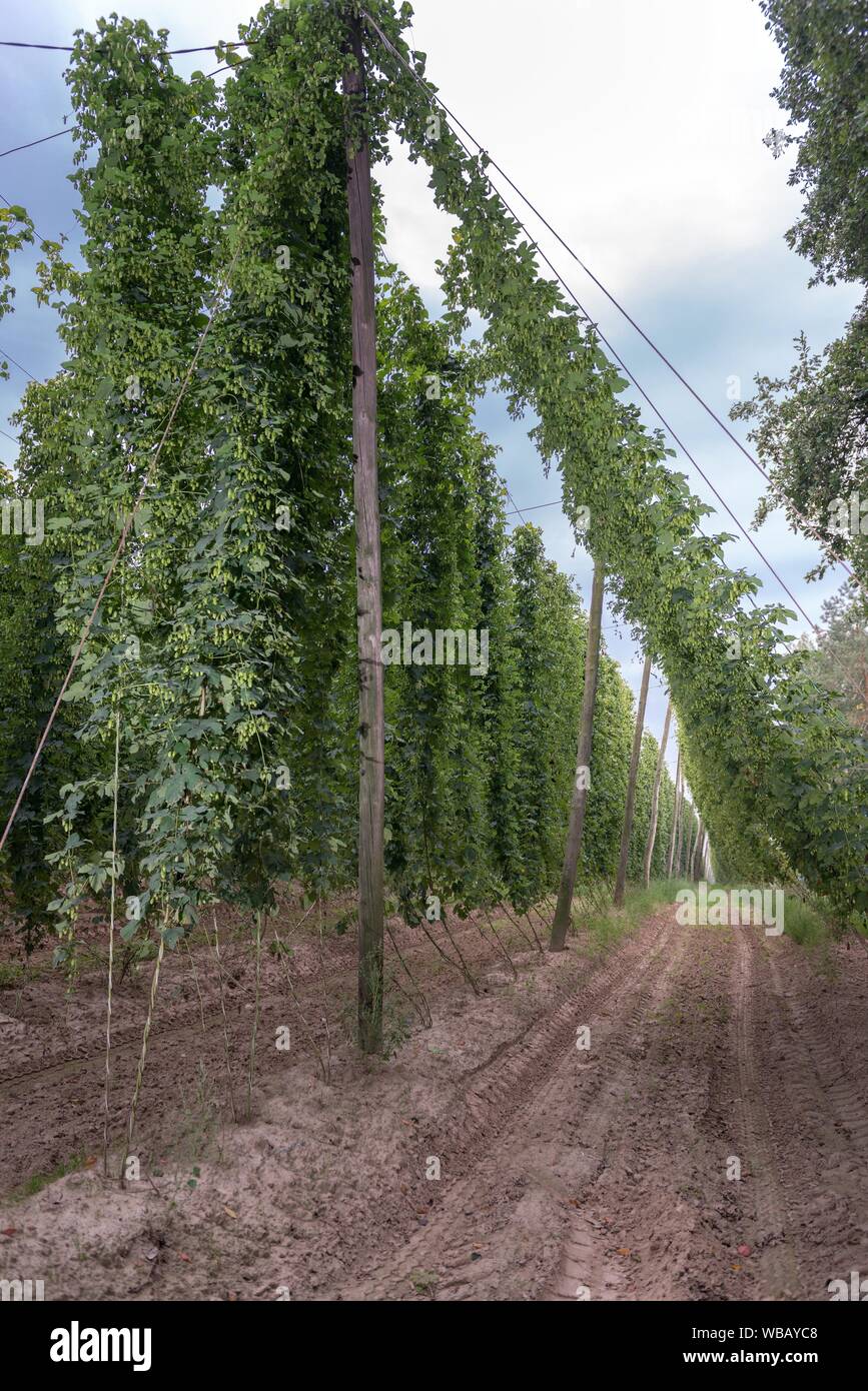 Polish Hops High Resolution Stock Photography and Images - Alamy