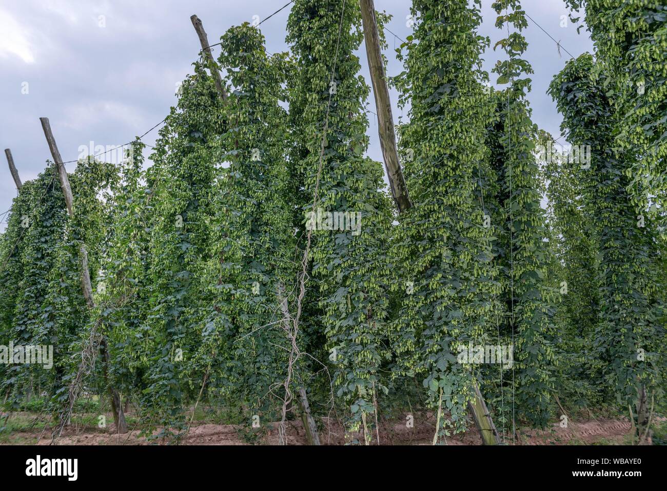 Hop plants hi-res stock photography and images - Alamy