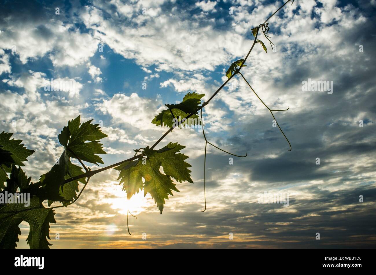June leaf hi-res stock photography and images - Alamy