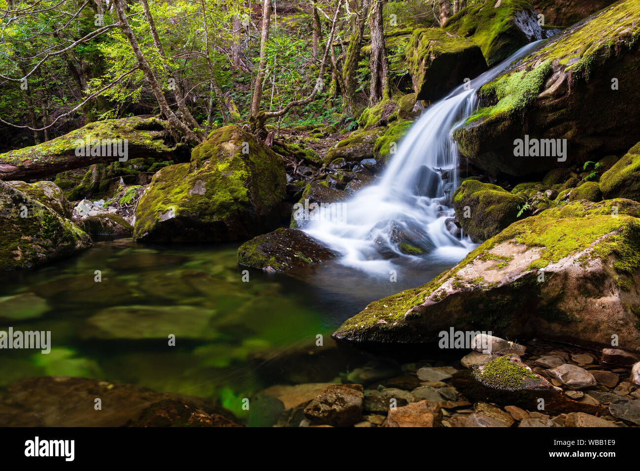 Chasm Waterfall in green jungle of Tasmania near Mole Creek, Australia ...