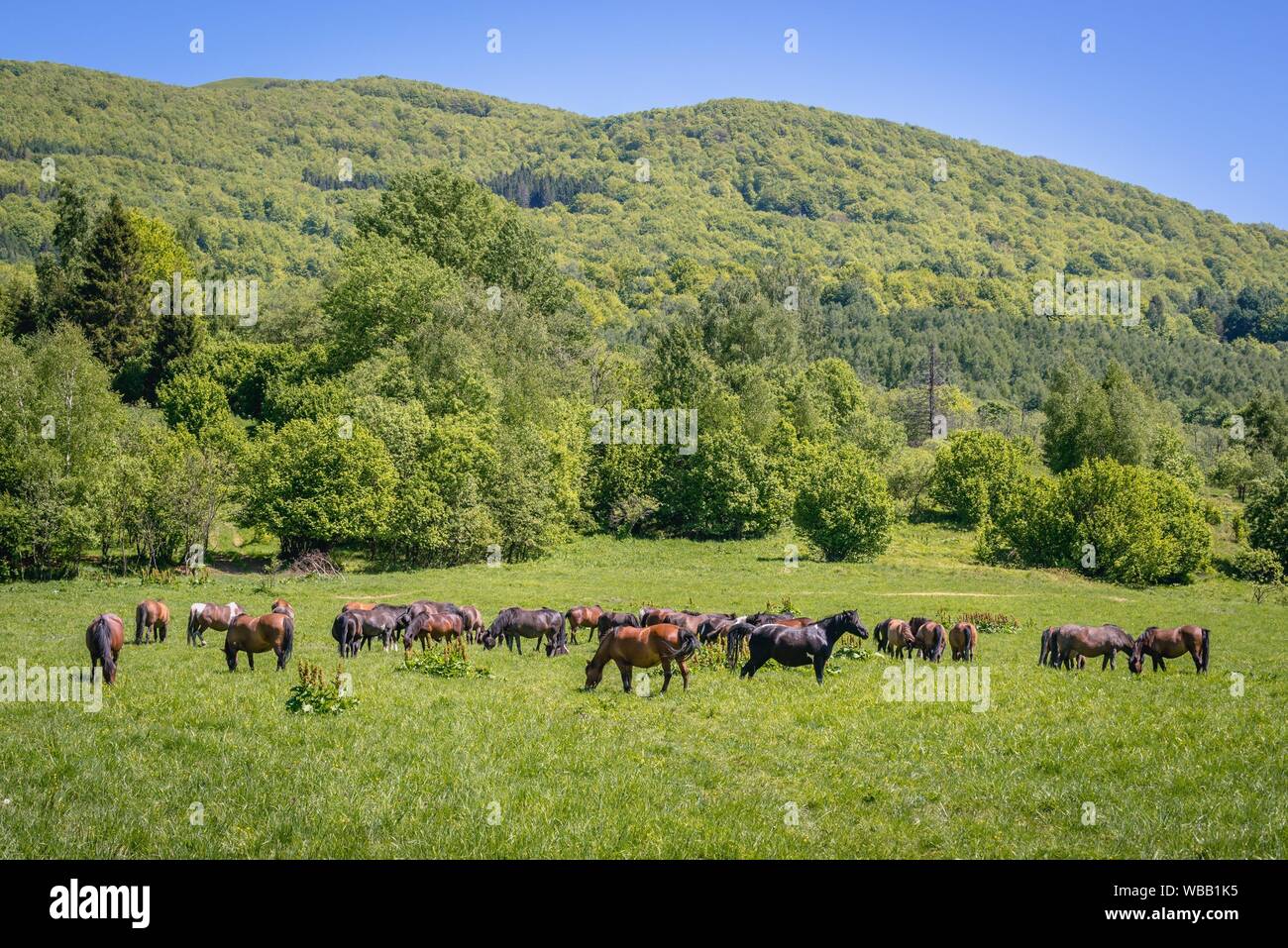 Hucul Horse High Resolution Stock Photography and Images - Alamy