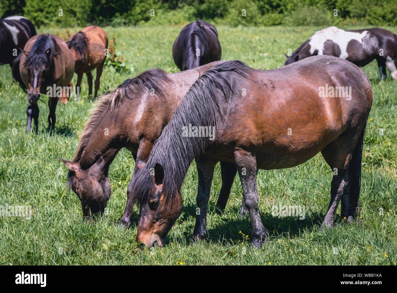 Hucul pony hi-res stock photography and images - Alamy