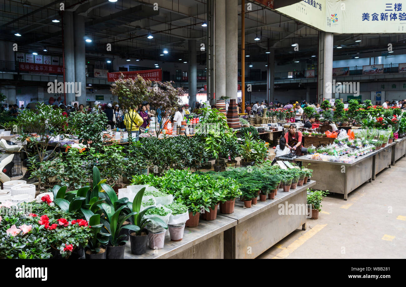 Flower market in Kunming, Yunnan province, China Stock Photo - Alamy
