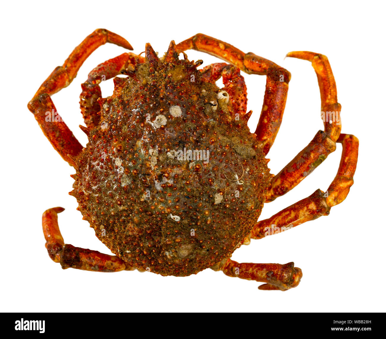 Fresh spiny spider crab. Seafood delicacy. Isolated over white ...